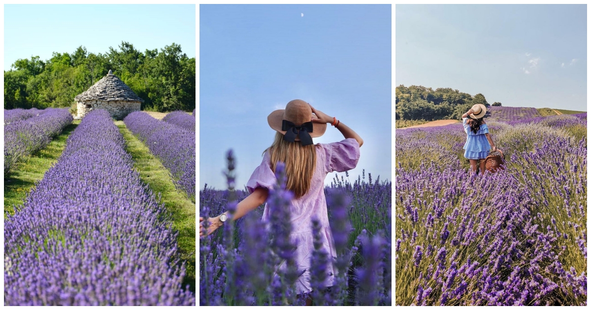 Bajkovita i mirisna polja lavande u regiji koja želimo posjetiti što prije
