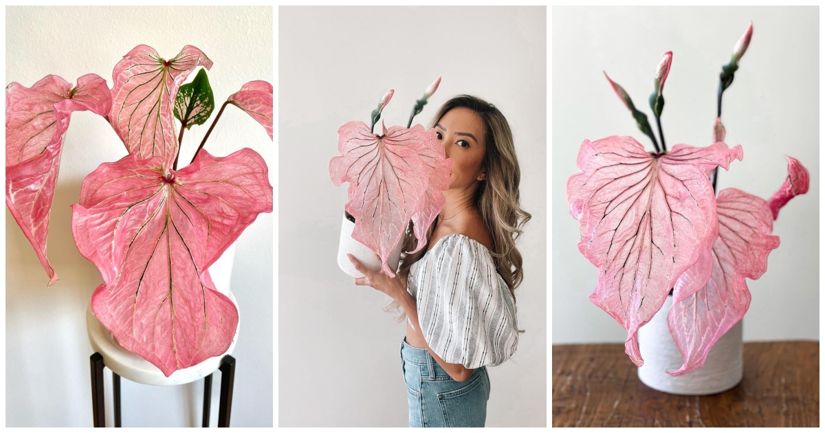 Ova biljka je razlog zašto želimo dodati pink notu svojoj kolekciji ...