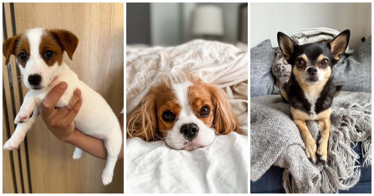 Bonjour.pets: 4 najbolje vrste psa ako živite u malom stanu